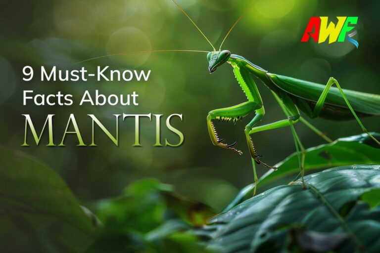 9 Incredible Facts About Mantis That Will Leave You in Awe! 🦗