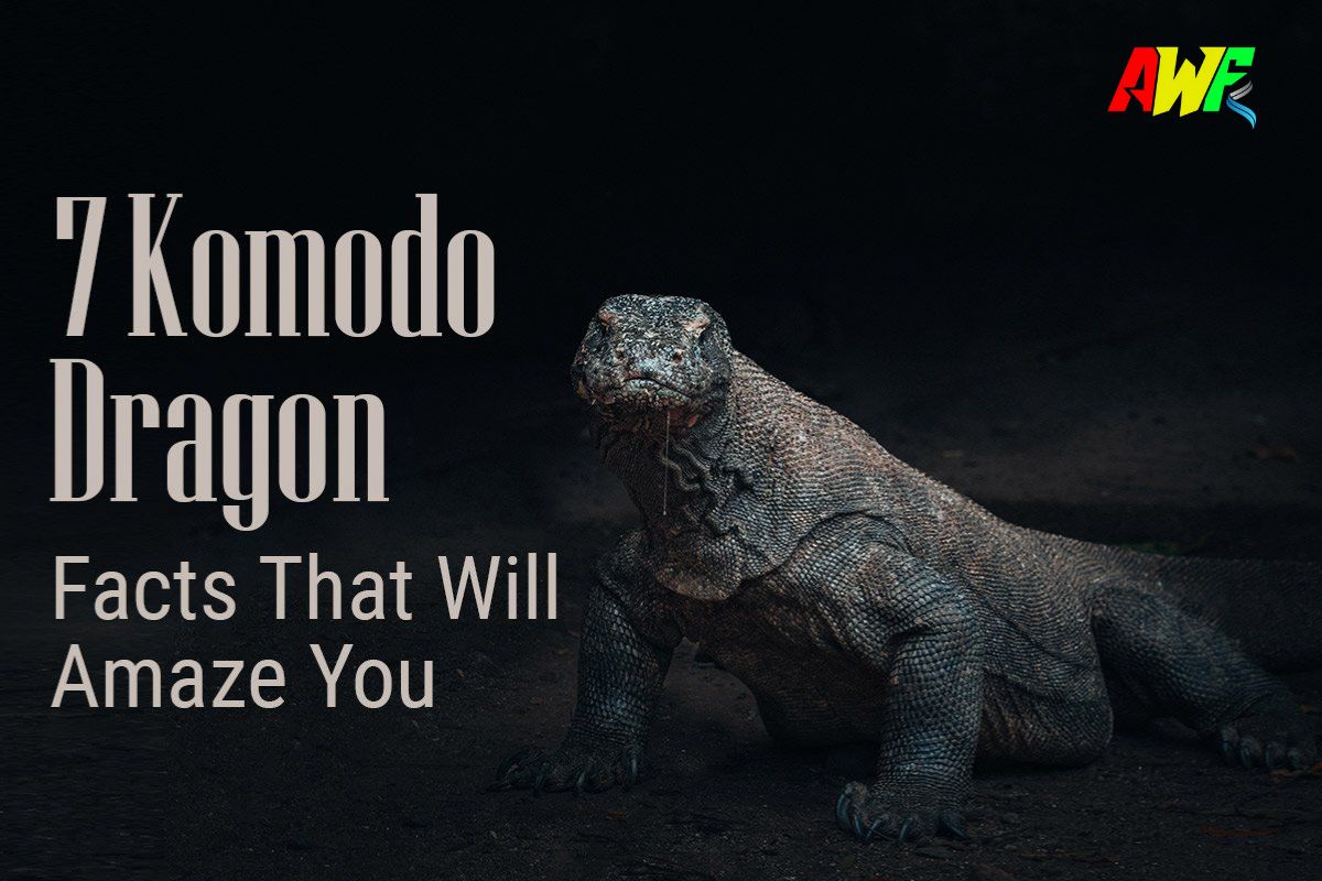 Komodo Dragon Facts🐉: Discover Amazing Details About Them!