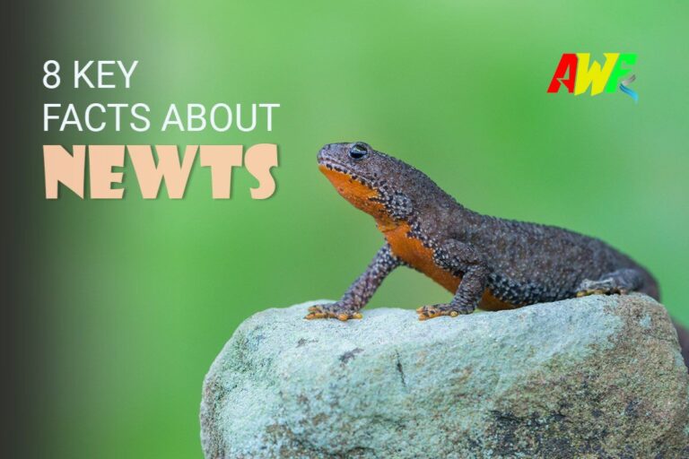 8 Fascinating Newts Facts That Will Leave Amazed & Curious! 🦎