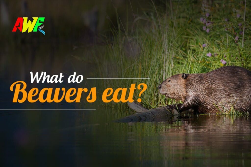 🦫 What Do Beavers Eat? 🌿 Discover Their Favorite Foods!