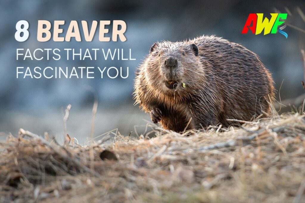 Beaver Facts 🦫: Fascinating Beaver Traits You Didn’t Know!