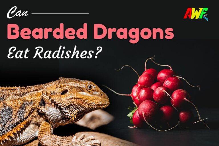 Can Bearded Dragons Eat Radishes? 🥗 What You Should Know