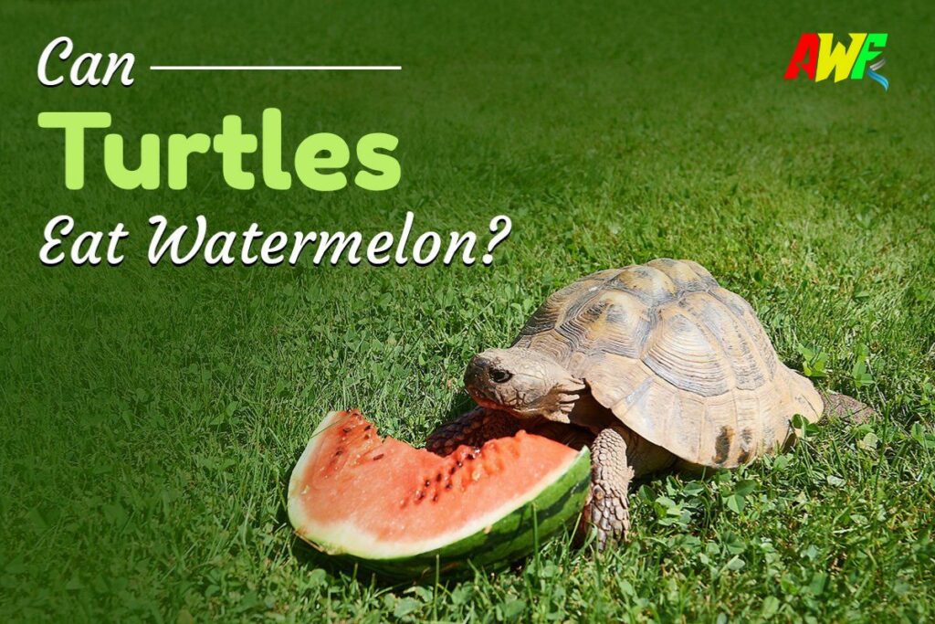Can Turtles Eat Watermelon? 🐢🍉 Pros & Cons Explained!