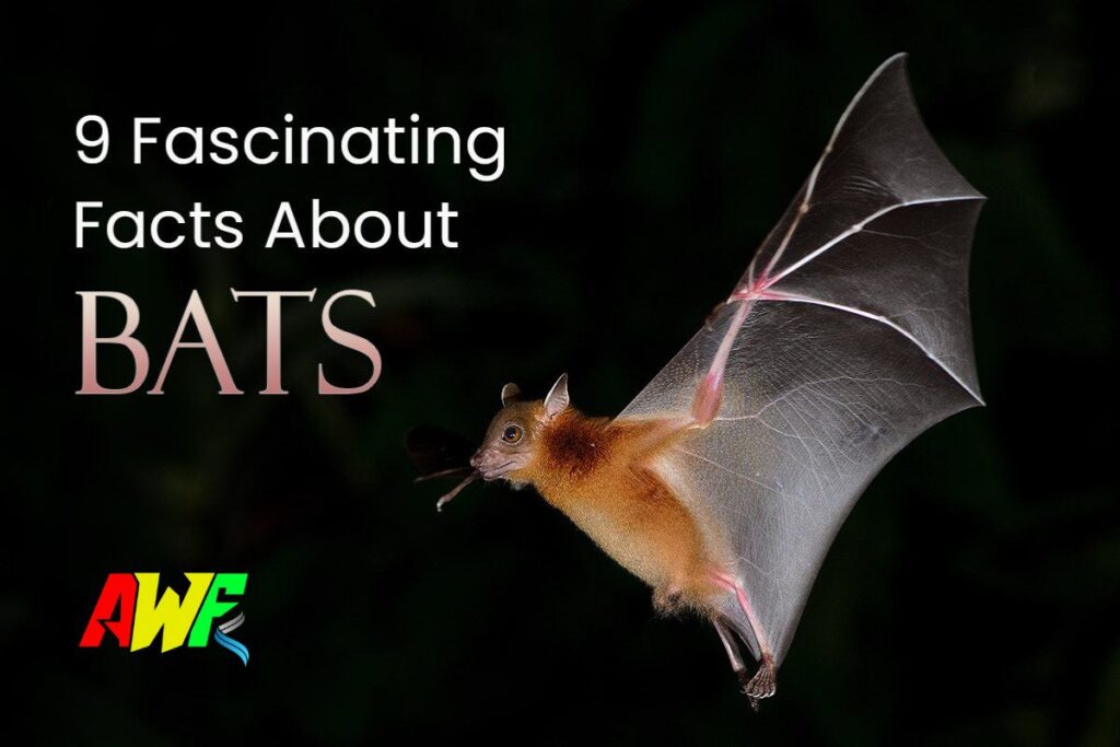 Facts About Bats 🦇: Incredible Facts You Need to Know!