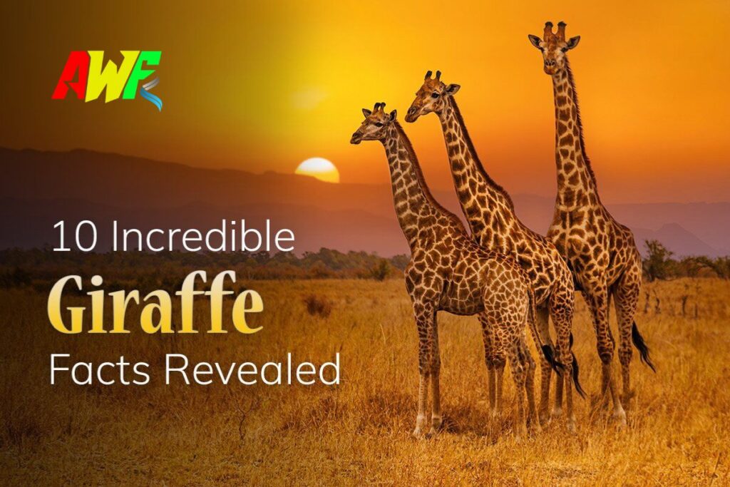 Giraffe Facts🦒 Fascinating Giraffe Information & Fun Facts