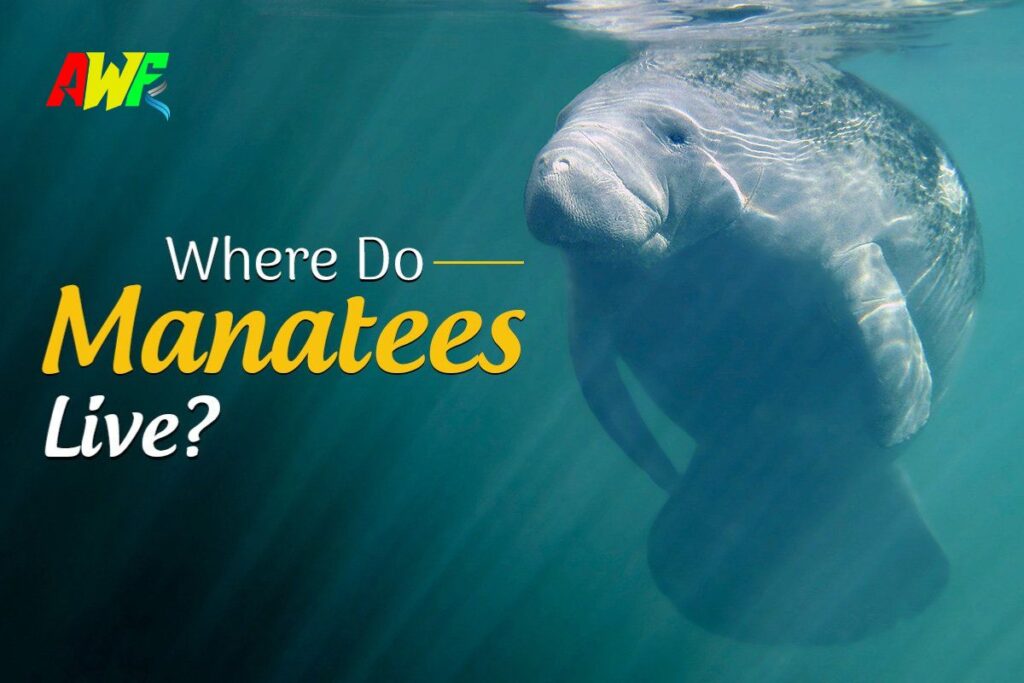 Where Do Manatees Live? 🌊 Discover Their Habitats Now!