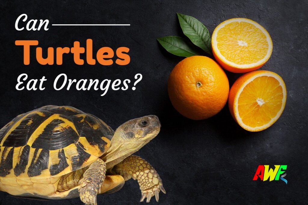 Can Turtles Eat Oranges? 🍊🐢 Surprising Health Benefits!